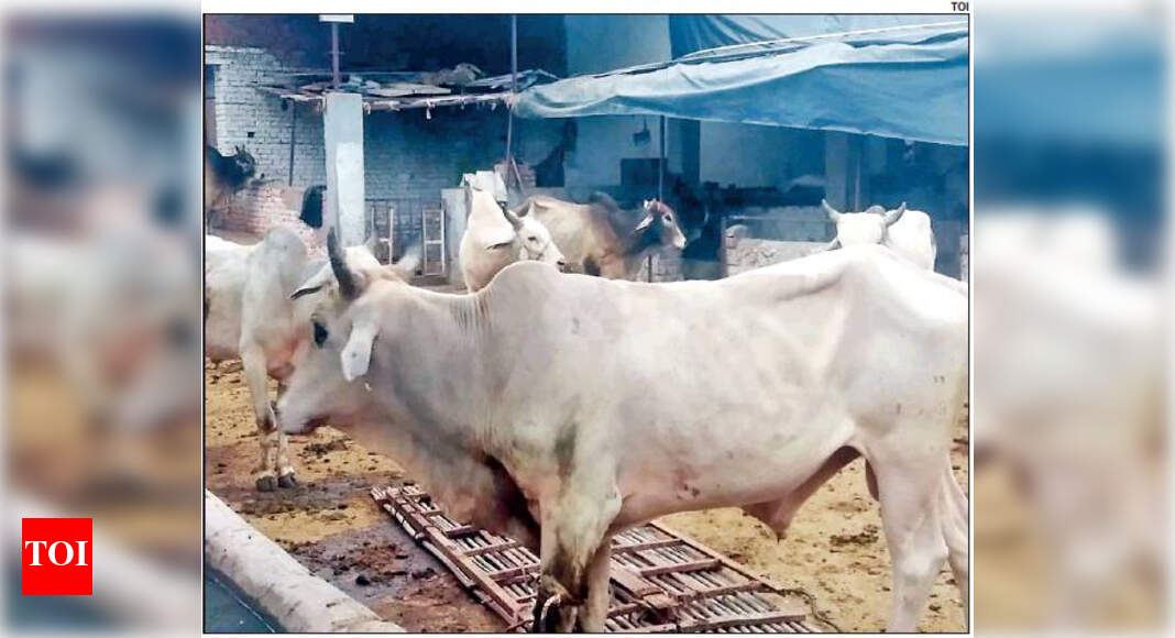 Rajasthan cops crack down on cow thieves across state | Jaipur News ...