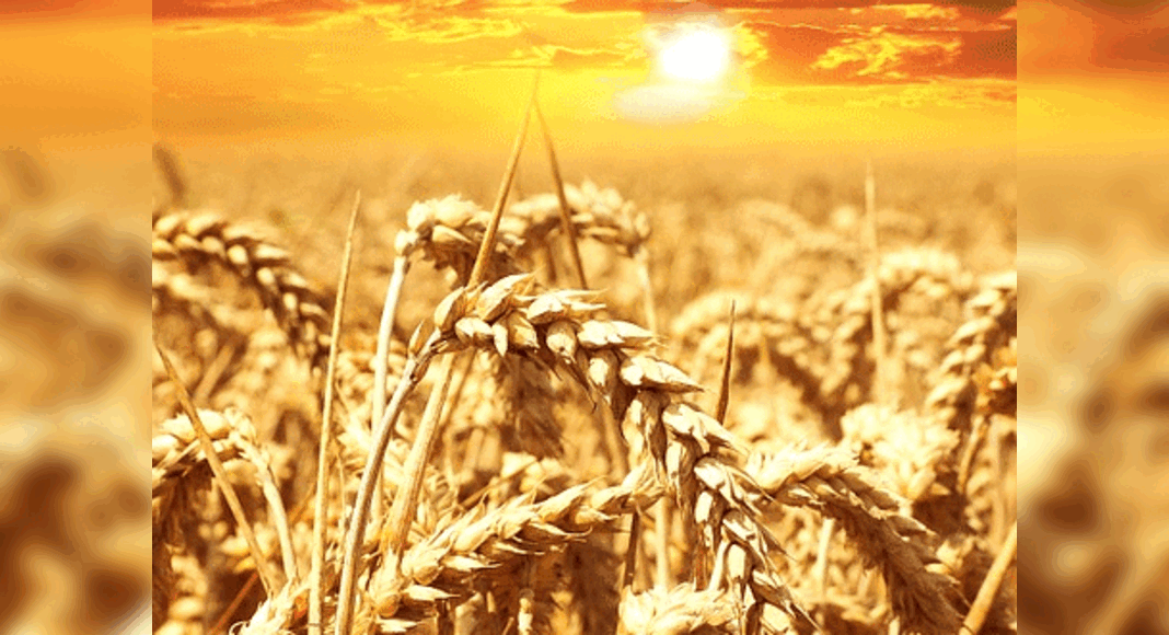 What are millets? Types of millets, their health benefits and ...