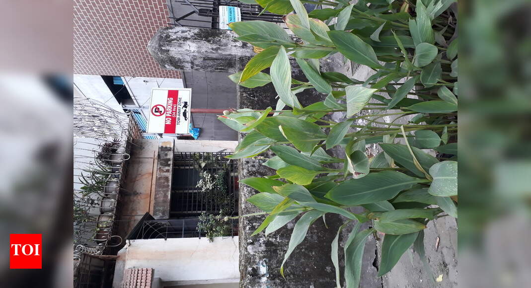 Encroachment on road - Times of India