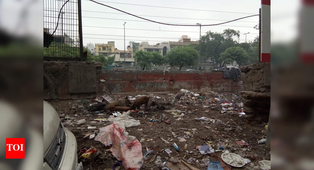 Pigs at open garbage dump - Times of India
