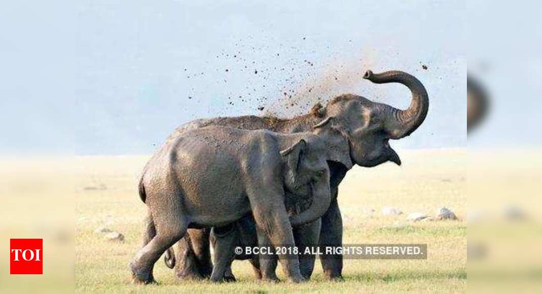 There is no forest without elephants, say environmentalists ...
