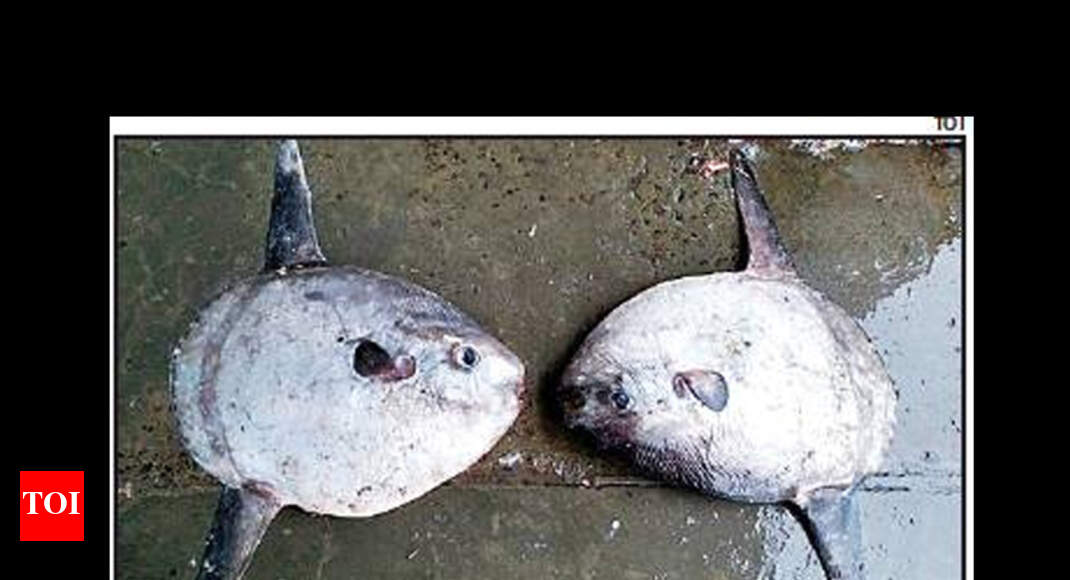 Ocean sunfish seen at Thoppumpady harbour | Kochi News - Times of India