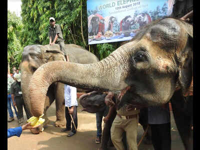 World Elephant Day: Jumbos in Nandankanan feast on sugarcane, bananas, apples | Bhubaneswar News ...