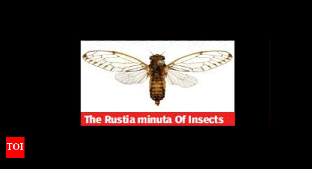 Insect: Researchers find new cicada insect species in Verlem | Goa News ...