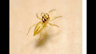 Two species of spiders named after MCC faculty | Chennai News - Times ...
