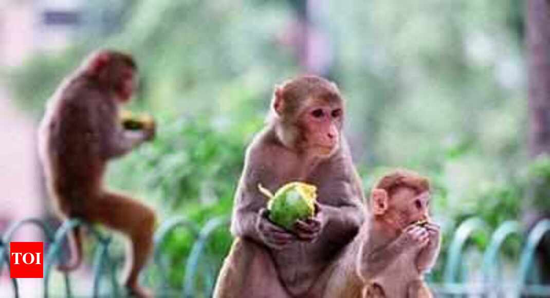 Forest officials catch 155 monkeys from villages near Chennai, release ...