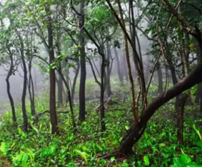 Forest genetic resources tree park to be opened near Vandalur | Chennai ...