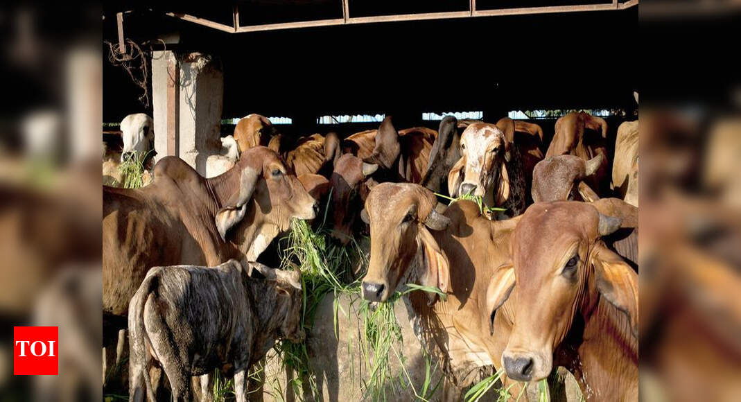Crime Against Cow: In eight years, nearly 3,000 arrested in Uttarakhand ...