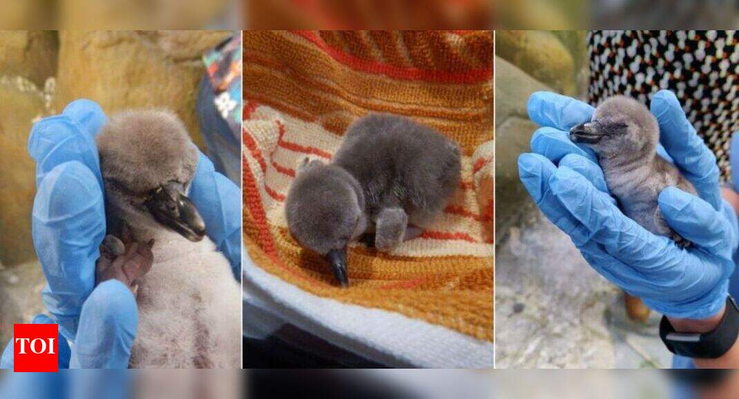 Say hello to the first penguin born in India! - Times of India