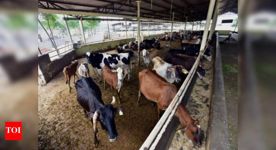 Soon, helpline to report crime against cow | Dehradun News - Times of India