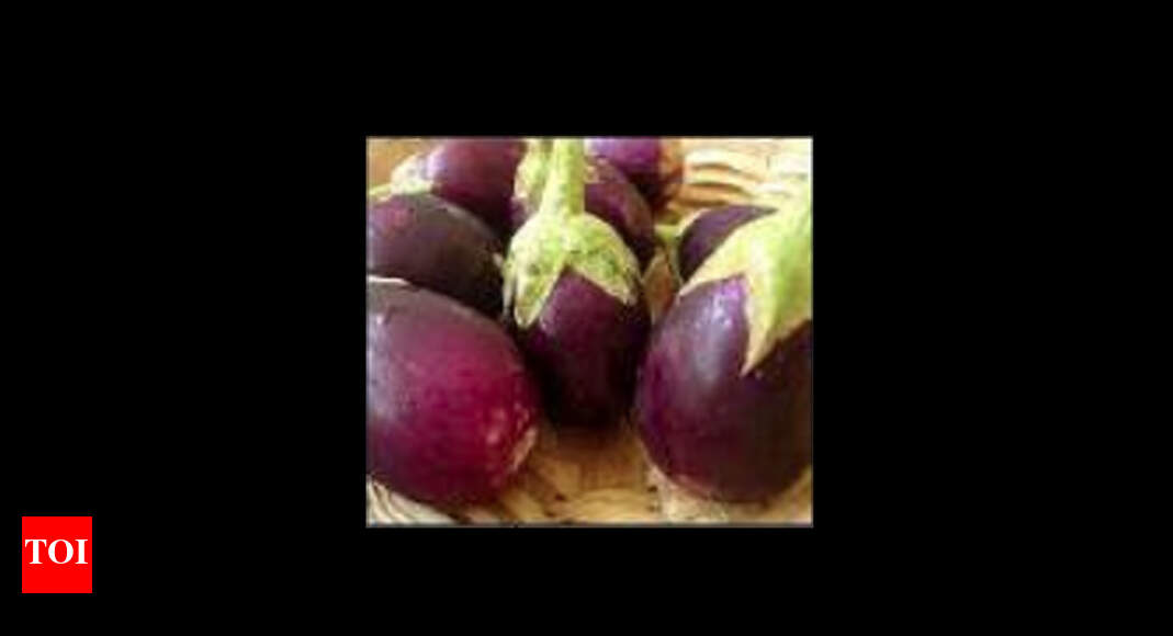 Brinjal: Four new wilt-resistant brinjal varieties to be launched soon ...