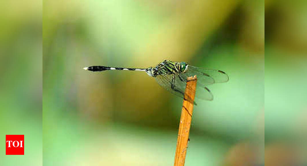 New Delhi: Dragonfly census hints at reduced numbers, experts blame it ...