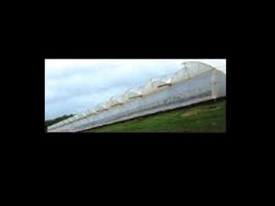 Local variety of orchids gaining popularity | Goa News - Times of India