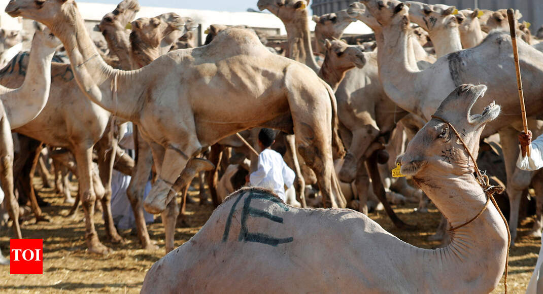 Tradition of open camel sacrifice to continue in Varanasi this Bakrid ...