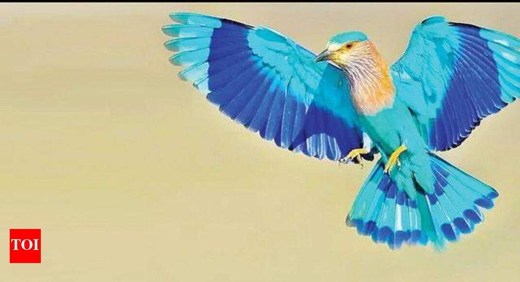 Indian Roller flies past Kingfisher, elected ‘Bird of Wardha’ | Nagpur ...
