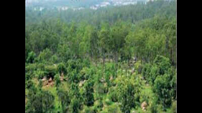 Encroachment bid in Turahalli forest foiled | Bengaluru News - Times of ...
