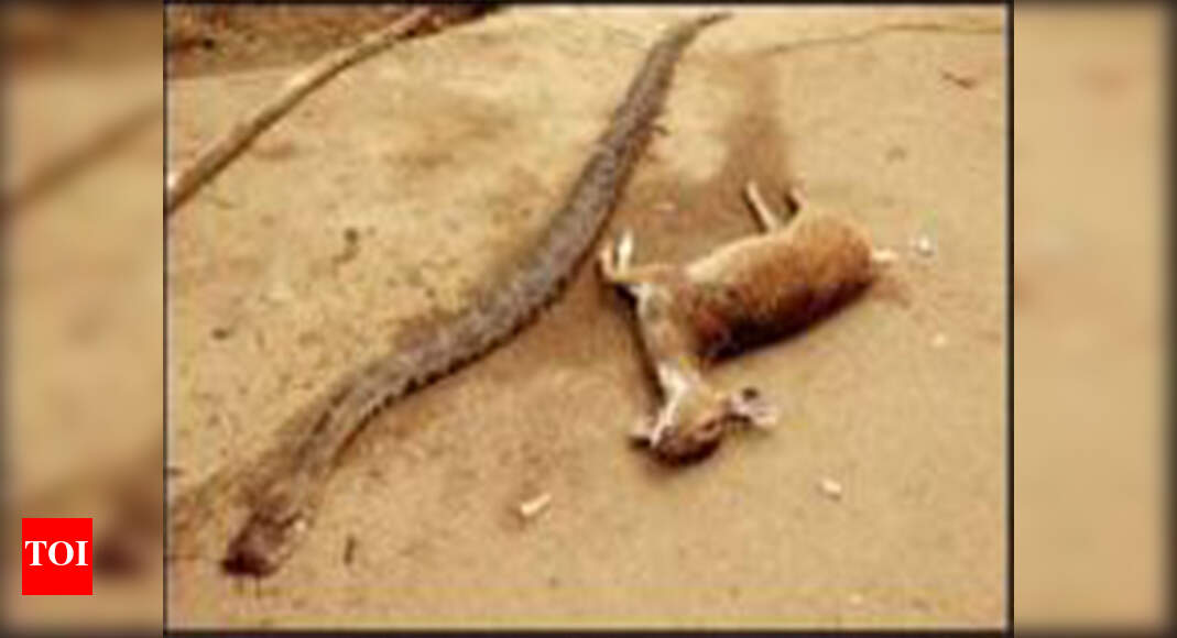 Villagers kill python to save fawn, face jail | Hubballi News - Times ...