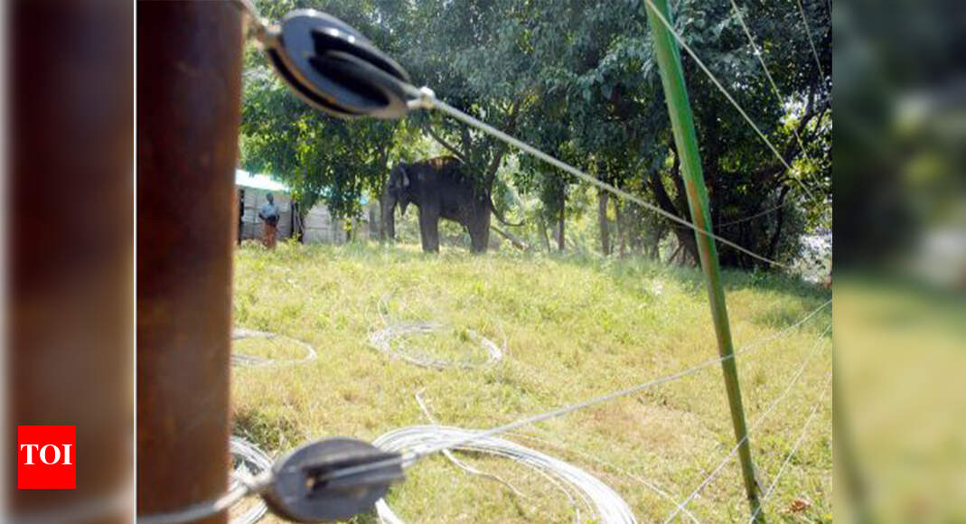 Wire laid by hunters electrocutes shepherd | Bengaluru News - Times of ...