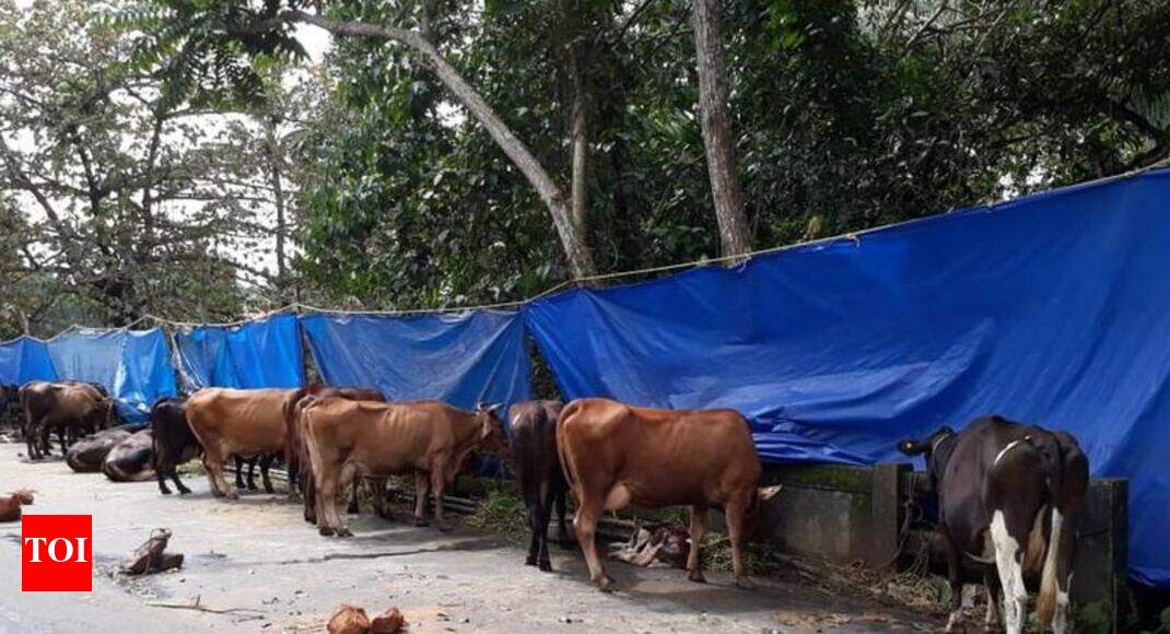 Animal husbandry dept moves 50,000 cattle to relief shelters ...