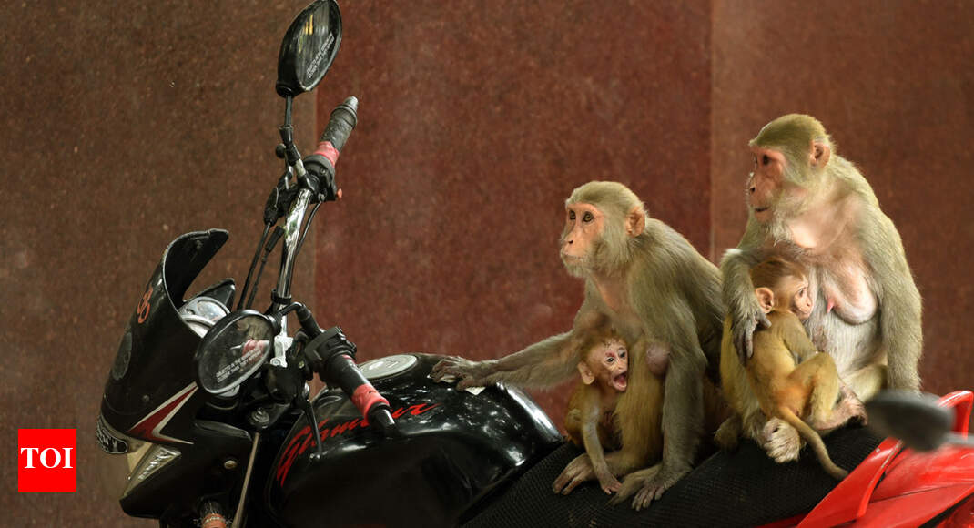 monkey catchers: Failing to find monkey catchers, SDMC will get its ...