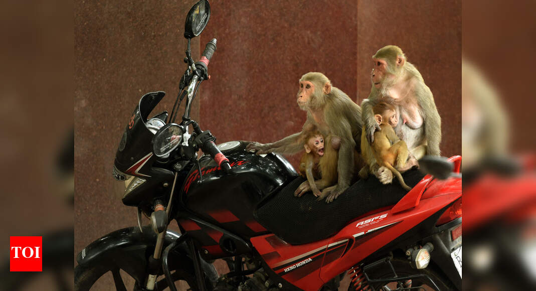 Monkey Catchers: Failing to find monkey catchers, SDMC will get its ...