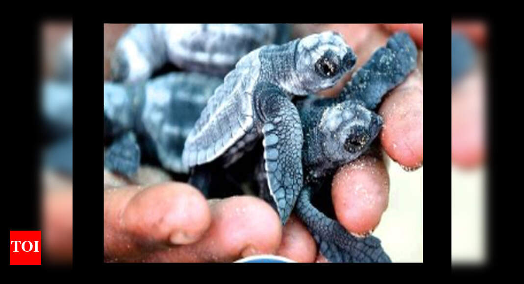 Drishti Lifeguards: Drishti lifeguards get hands-on experience in ...