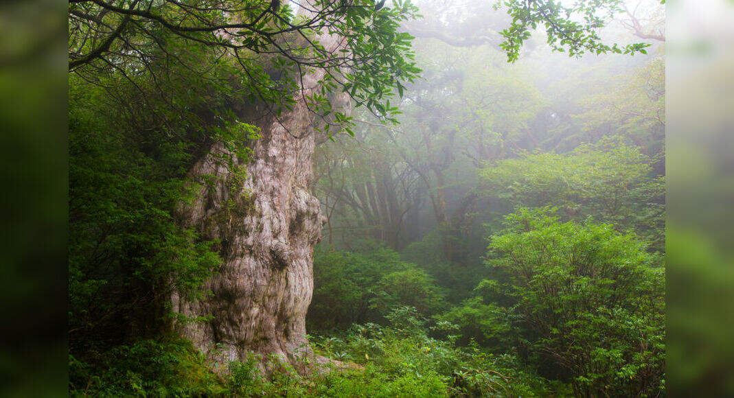 A hike up to Jomon Sugi, a 7200 year old tree on Japan’s Yakushima ...