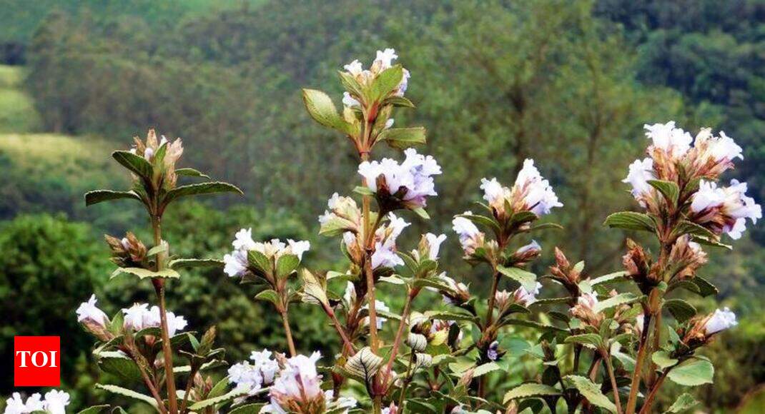 Munnar set to turn purple as Kurinji flowers bloom | Kochi News - Times ...