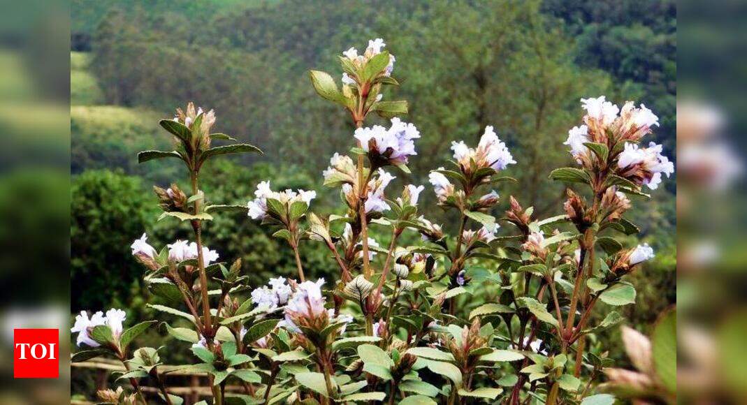 Munnar set to turn purple as Kurinji flowers bloom | Kochi News - Times ...