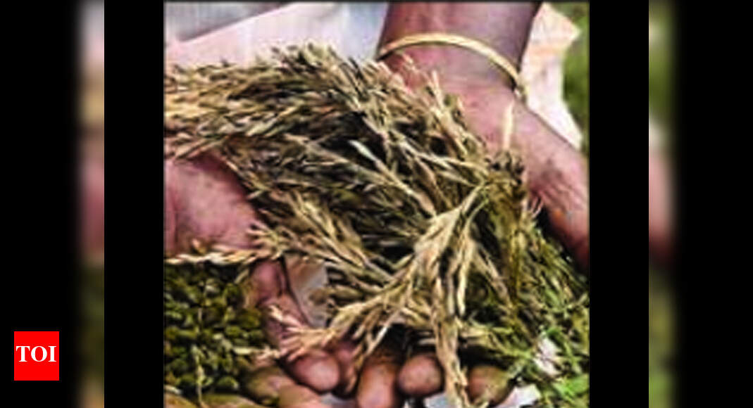 Foreign Diseases In Crops: ‘Researchers should work to stop foreign ...