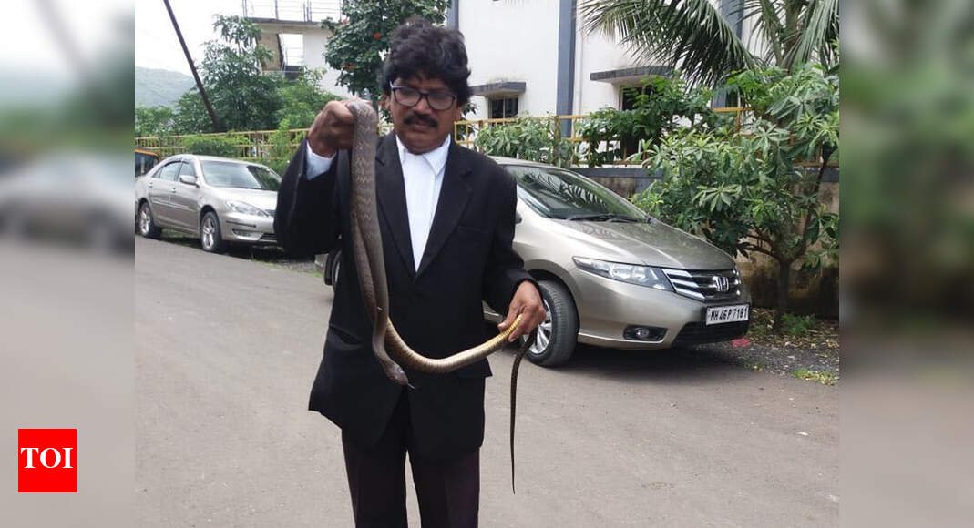 Rat snake bites Panvel judge in court chamber | Navi Mumbai News ...