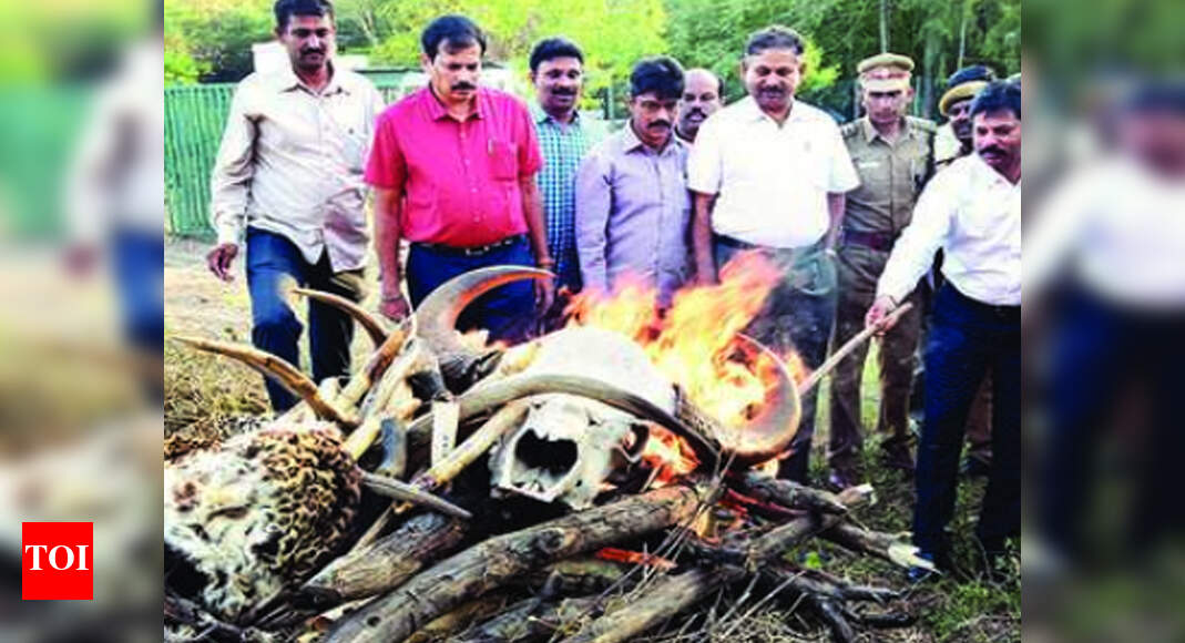 Seized leopard skins, deer horns and gaur’s trophy destroyed ...