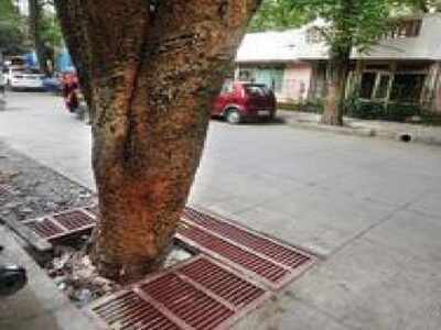 TMC to install metal grates around trees | Thane News - Times of India