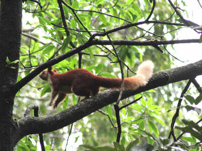 The Giant Squirrel: Shekru, the giant squirrel, now found in Maval ...