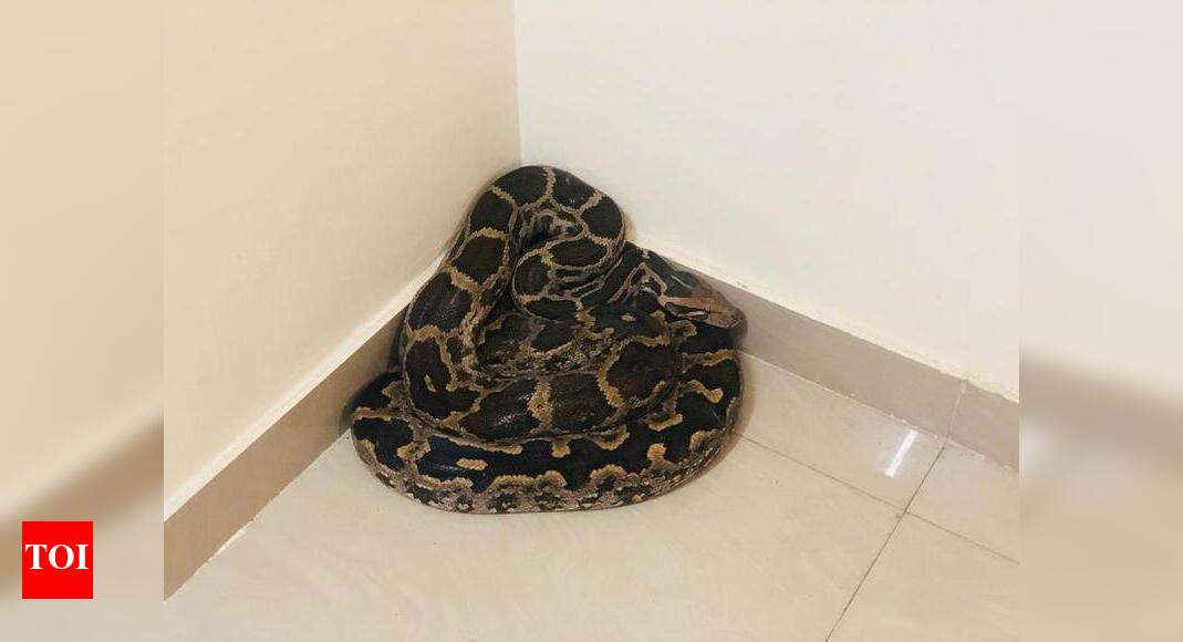 Gurugram: 10-foot-long python rescued from DLF 5 flat | Gurgaon News ...
