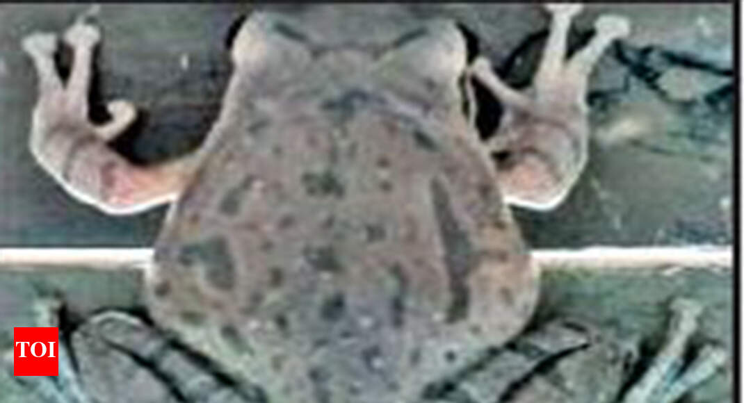 Flying frogs spotted in villagers’ homes in Karnataka's Kolar district ...