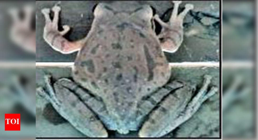 Flying frogs spotted in villagers’ homes in Karnataka's Kolar district ...