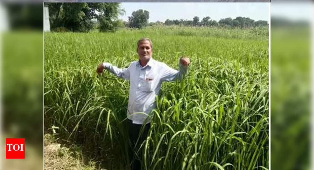 Manipur's medicinal black rice to be sown in UP soon | Lucknow News ...