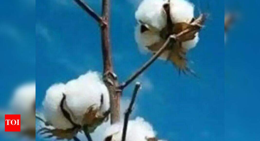 80,000Ha of cotton crop using illegal HT seeds: Agri officials | Mumbai ...
