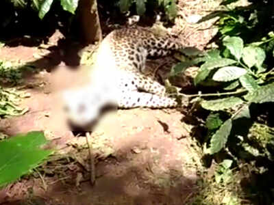 Mysuru: Leopard caught in snare, dies | Mysuru News - Times of India