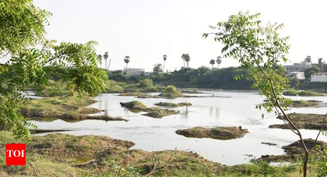 A lakeside safari for Chennaiites | Chennai News - Times of India