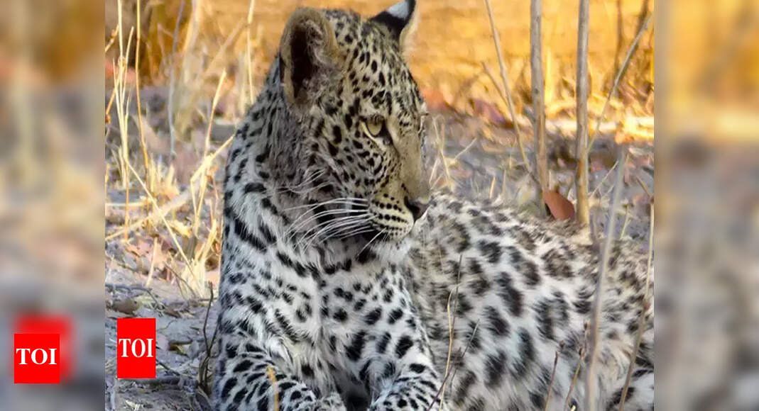 Almora District: Hunt on for maneater leopard in Someshwar | Dehradun ...