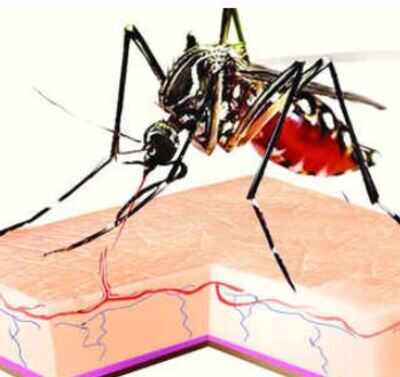 106 dengue, 30 malaria cases in a week in Delhi | Delhi News - Times of India