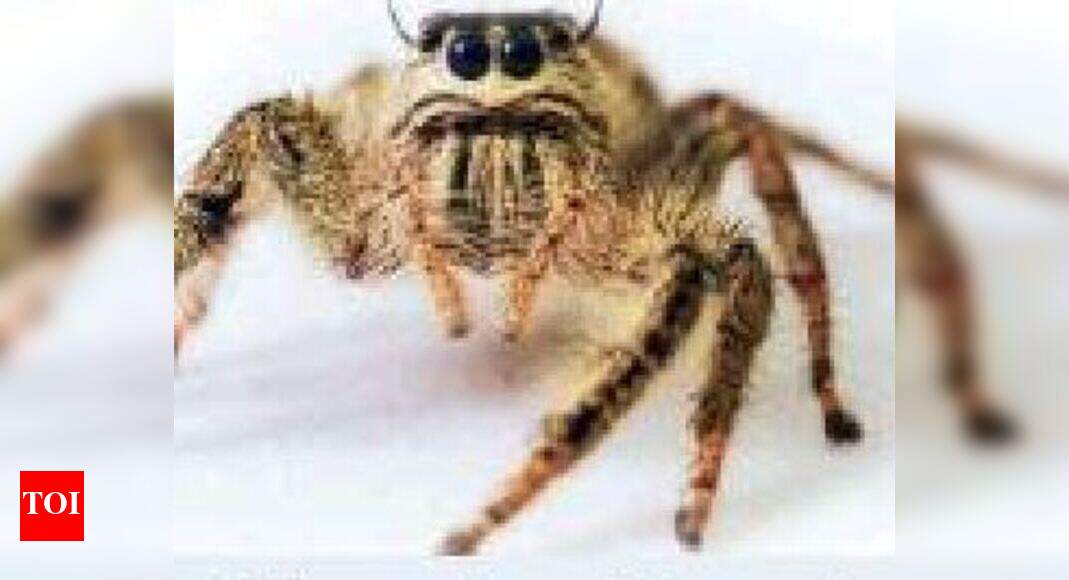 Mumbai photographer chances upon rare spider behaviour | Mumbai News ...
