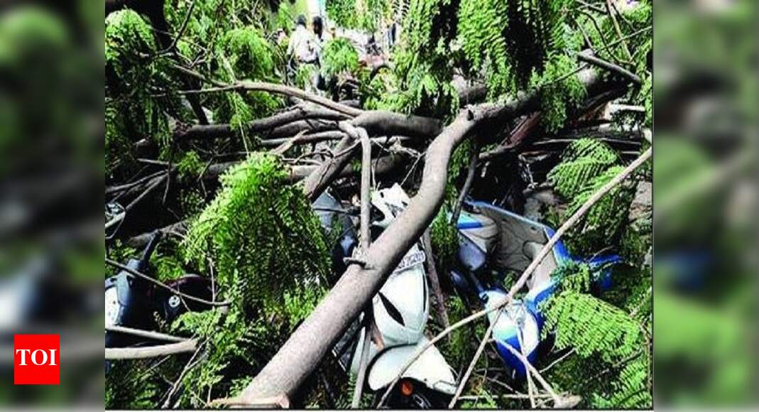 Rain damage: Mayor orders officials to identify, remove old & weak ...