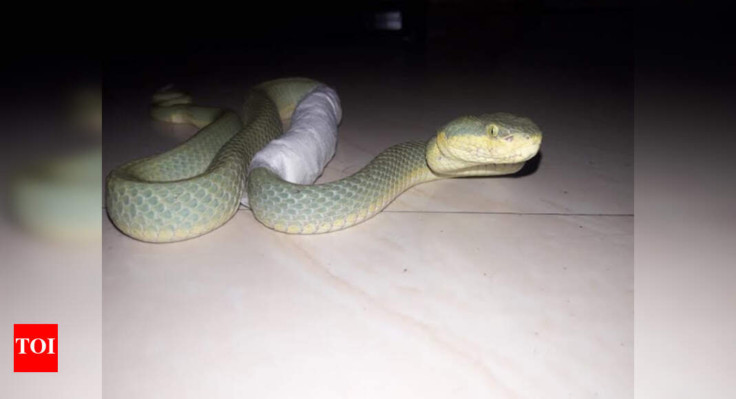 Mumbai doctors do MRI on snake, fix its bent spine | Mumbai News ...