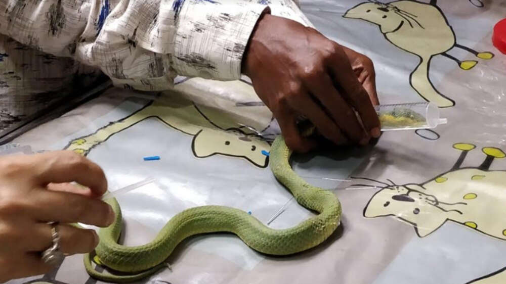 Mumbai doctors do MRI on snake, fix its bent spine | The Times of India