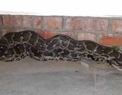 Python found inside Hindustan College, rescued by Wildlife SOS | Agra ...