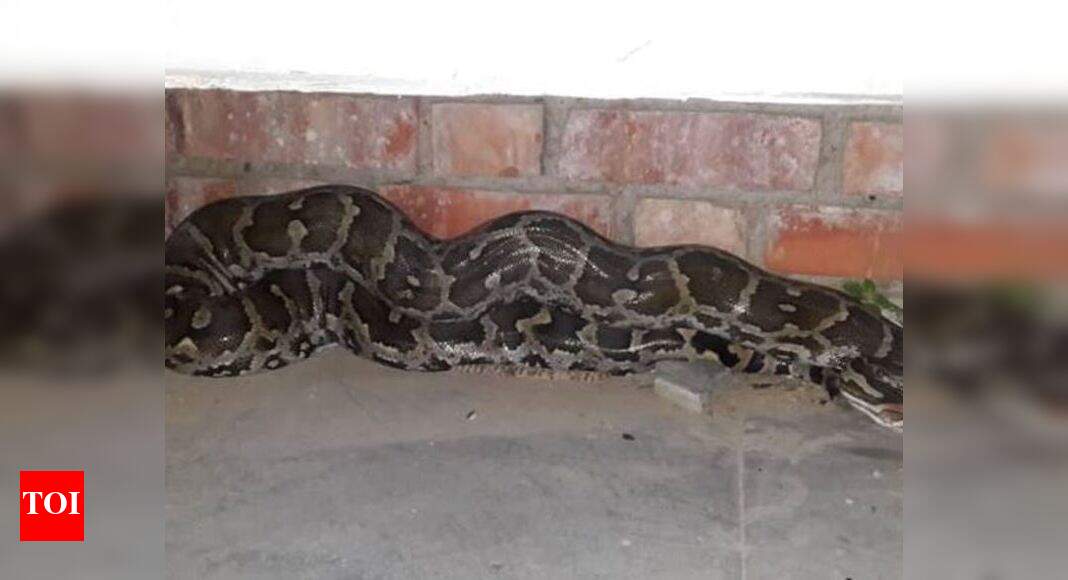 Python: Python found inside Hindustan College, rescued by Wildlife SOS ...
