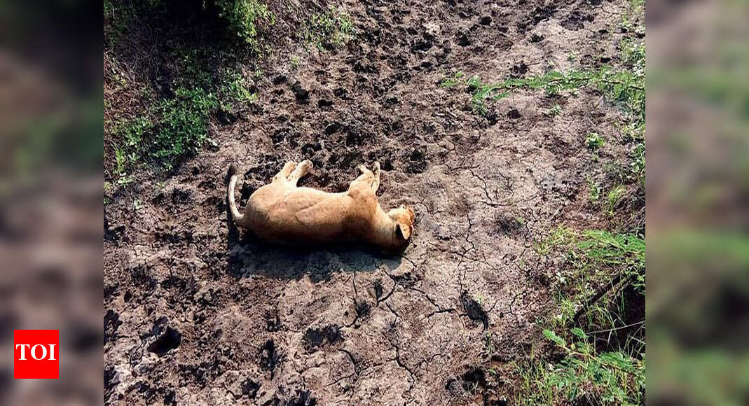 Lions Die: Two more lions die of ‘disease’ in Dalkhaniya | Rajkot News ...